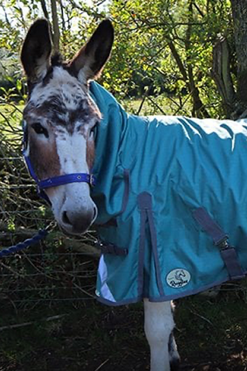 Ruggles: Horse Rugs & Accessories For All Sizes & Breeds – Ruggles ...